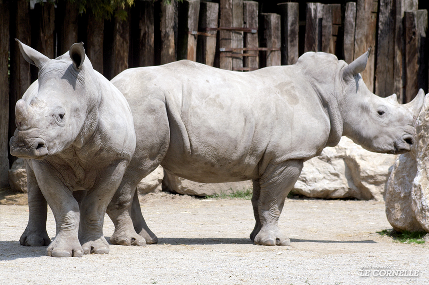 Un rinoceronte bianco al Parco delle Cornelle - Monza in Diretta