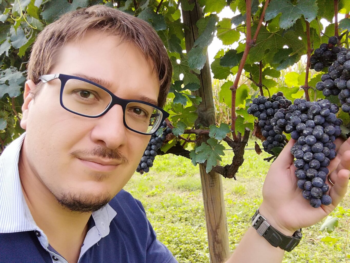 A Copreno torna la vendemmia dopo 200 anni - Monza in Diretta