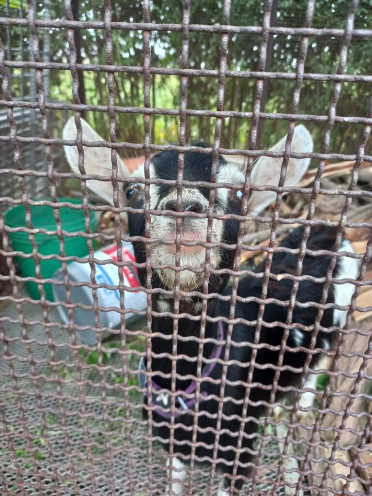 New entry: una giovane capretta all'Enpa di Monza - Monza in Diretta