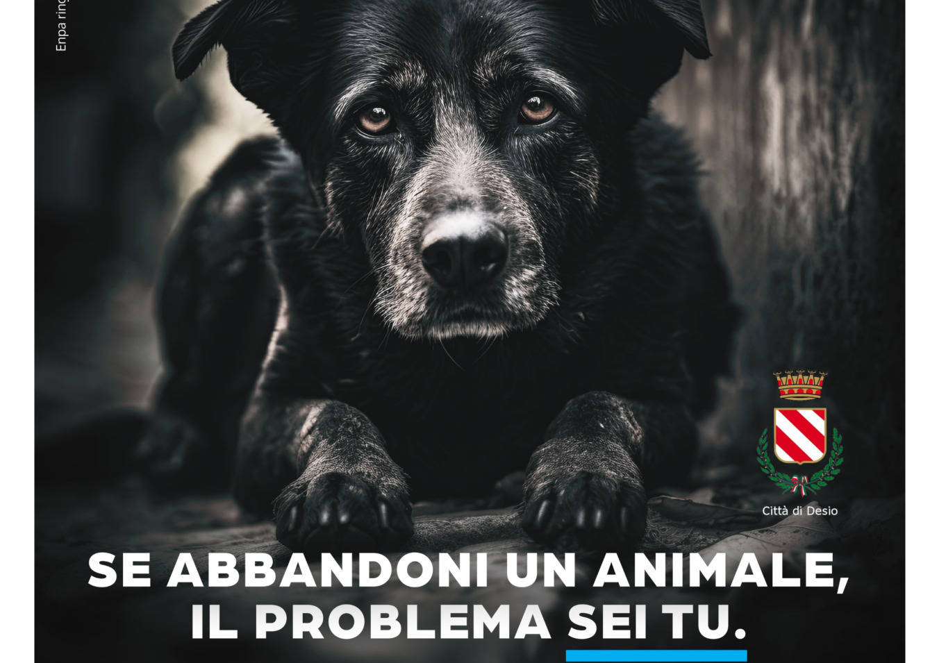 Basta scuse: Desio invita a non abbandonare gli animali - Monza in Diretta